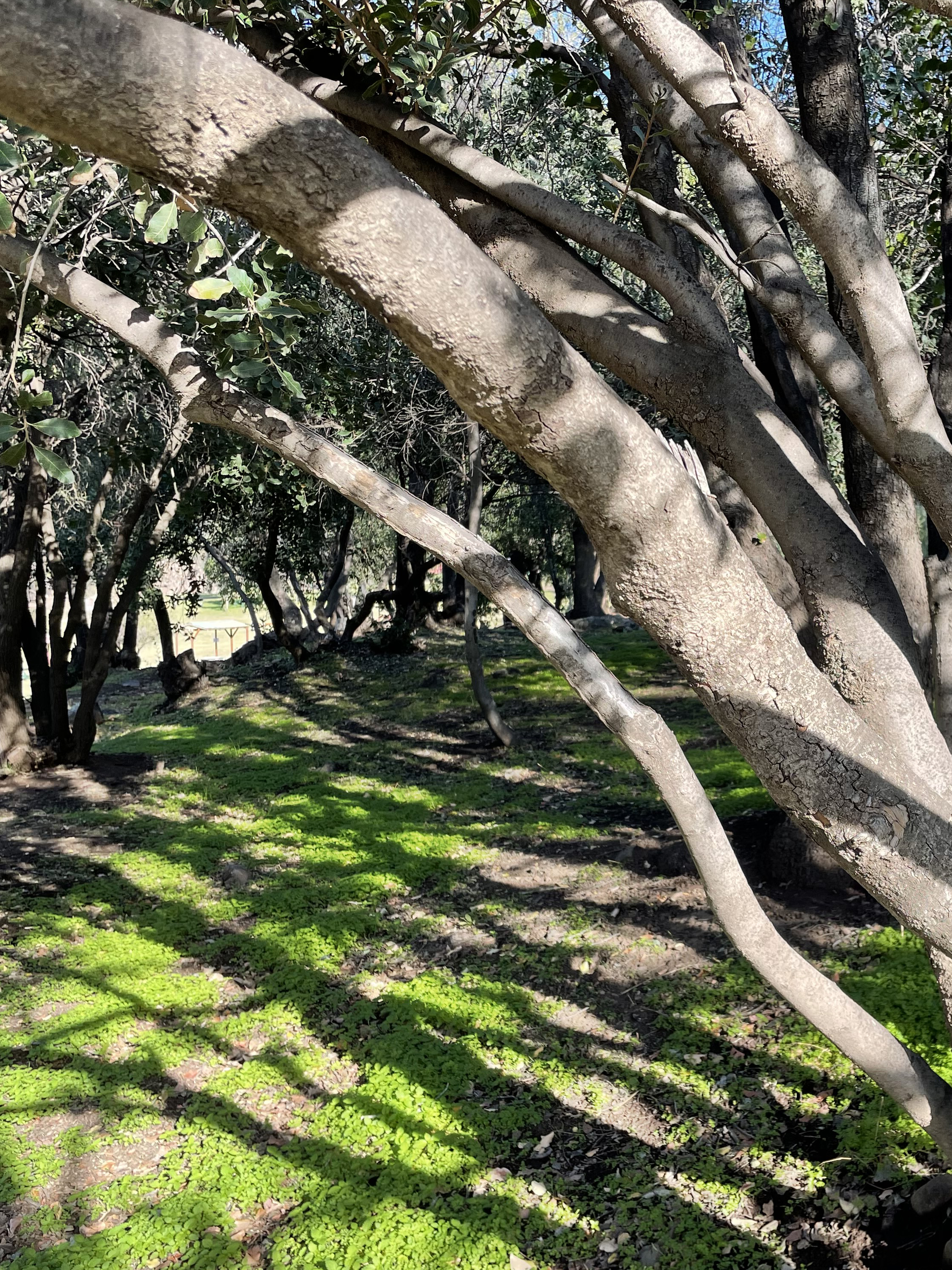Reportaje gráfico - Vida silvestre en Machalí